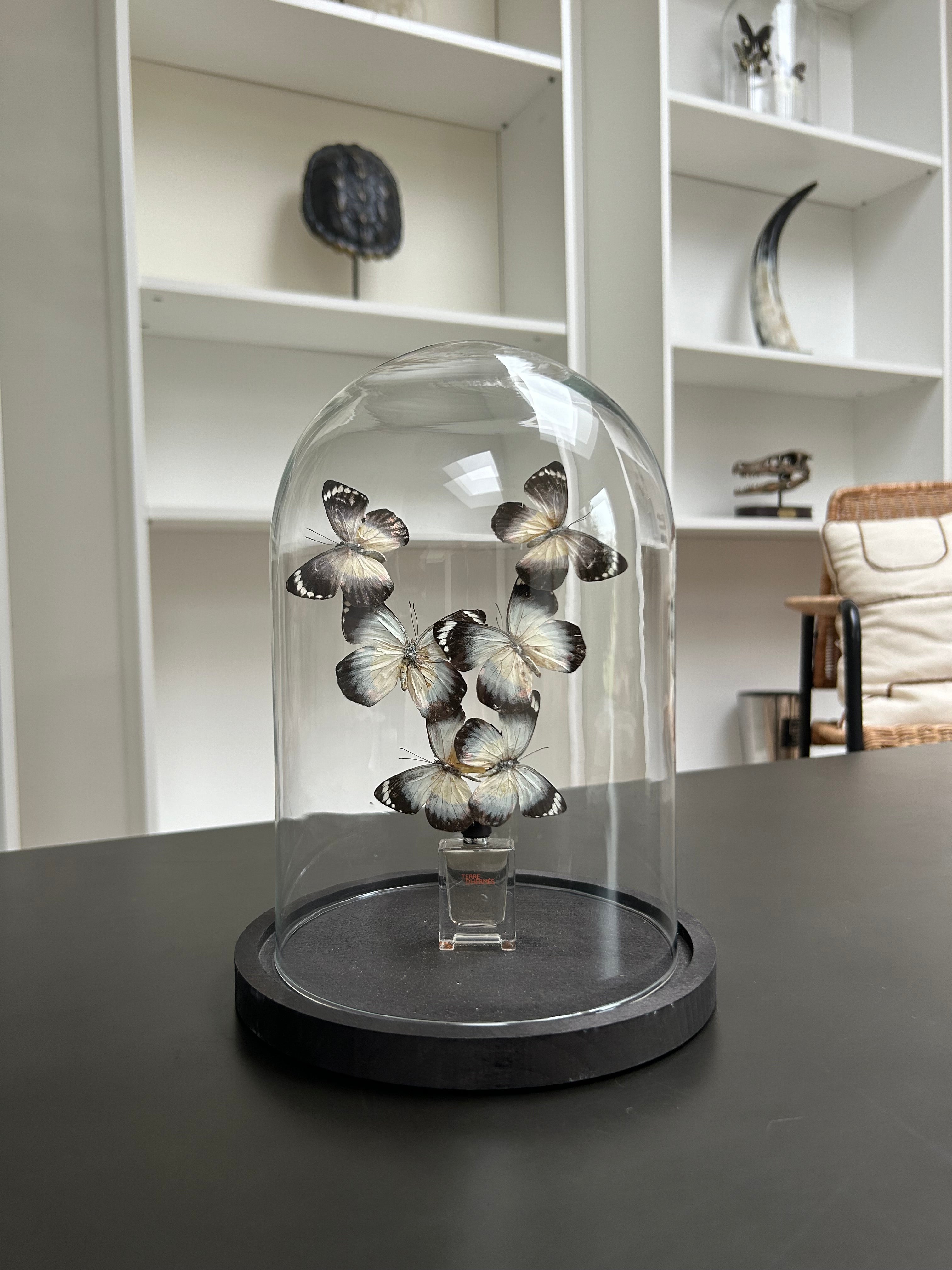 Collection Unique Belén Collection – Belén Collection